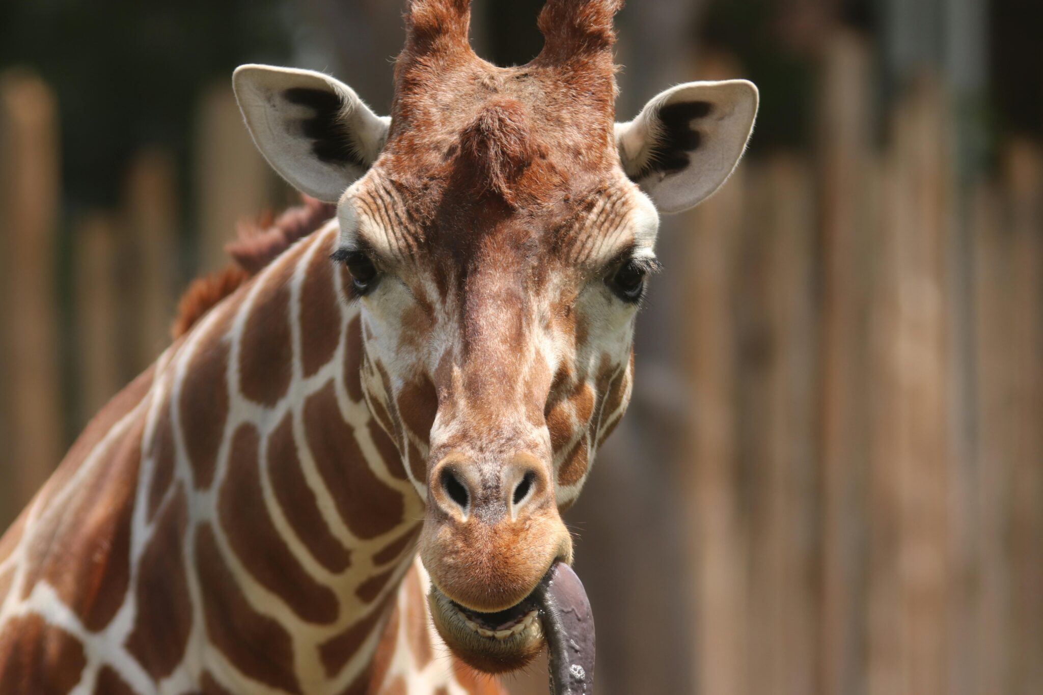 Giraffe Centre & Elephant Orphanage Half Day Tour Nairobi